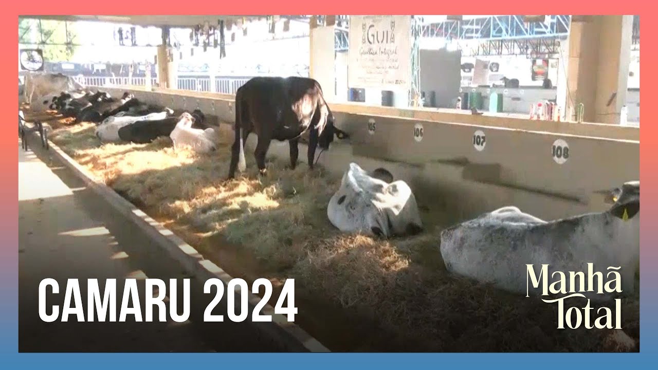 Camaru 2024: dia de exposição da raça “girolando” | Manhã Total ...