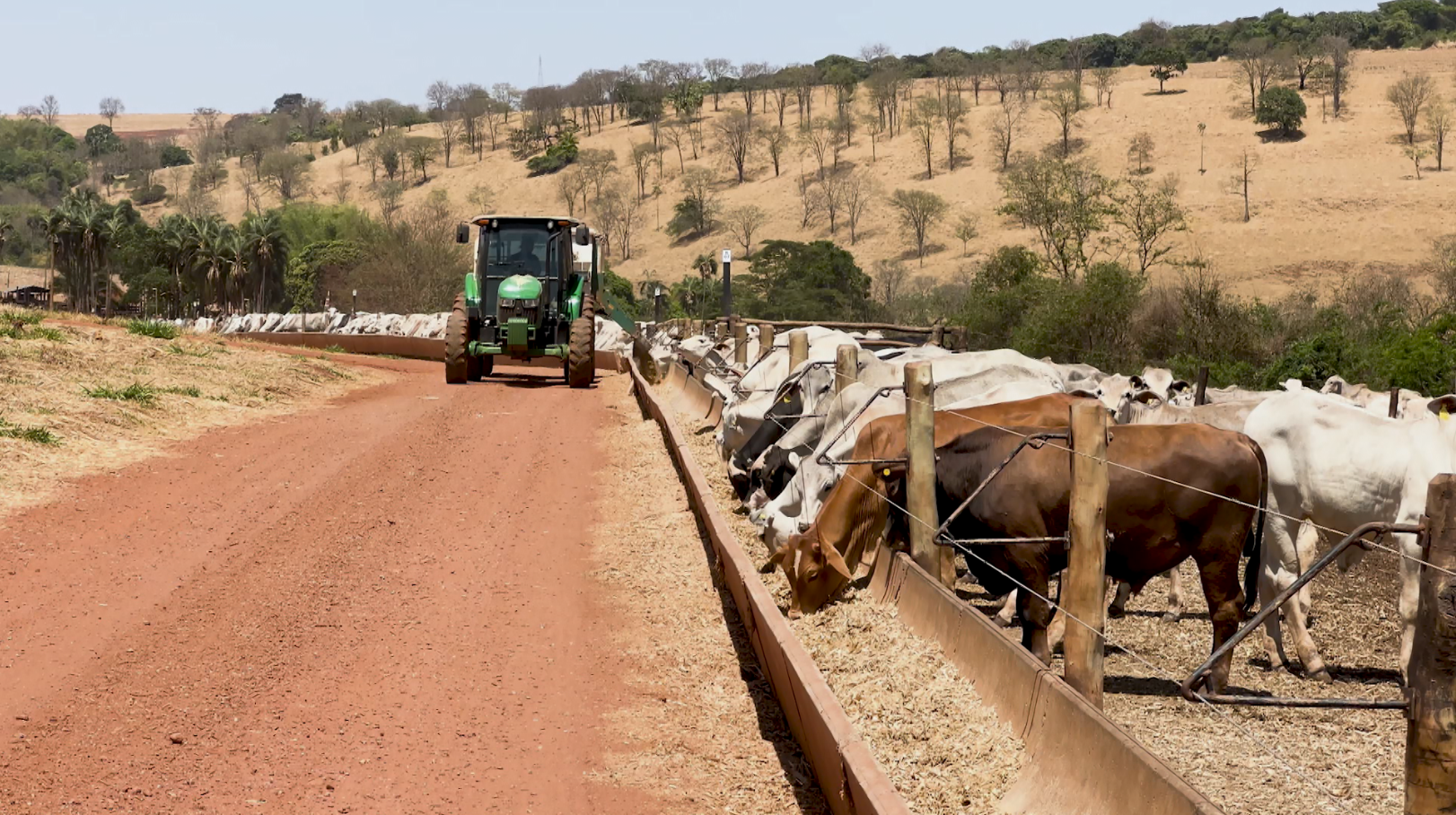 Conheça o "Boitel": um serviço de hospedagem para bovinos