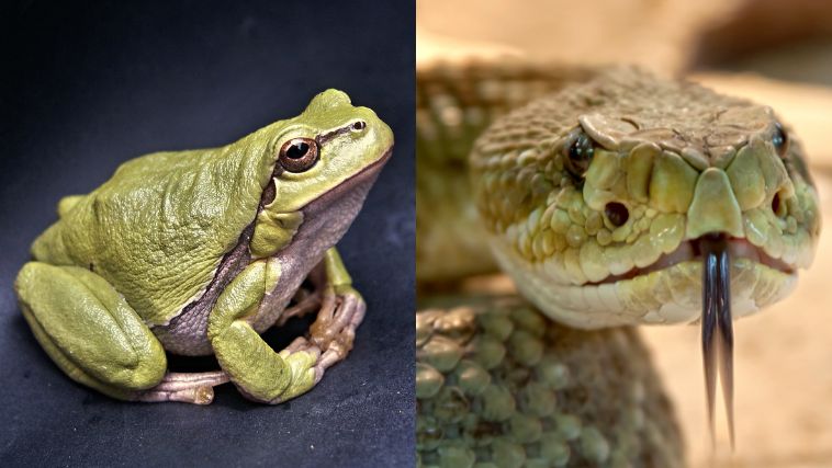 Entenda a diferença entre animais peçonhentos e venenosos