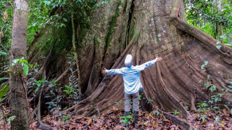 Samaúma é o símbolo do BRICS 2025 no Brasil: Entenda o significado