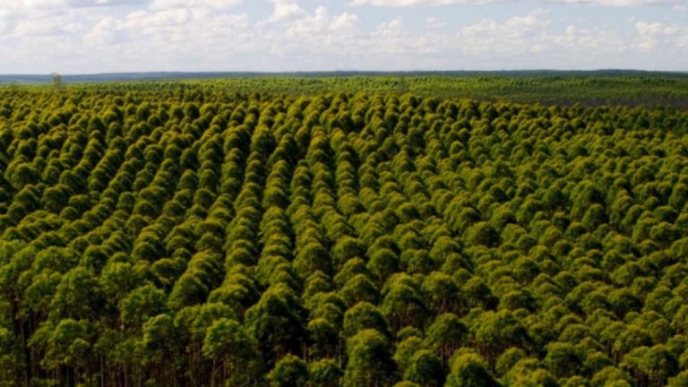Minas Gerais lança plano para fortalecer setor florestal