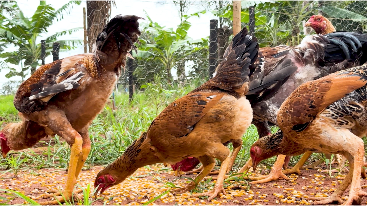 Índio Gigante: o frango grandão, meio desajeitado, mas que vem ganhando ...