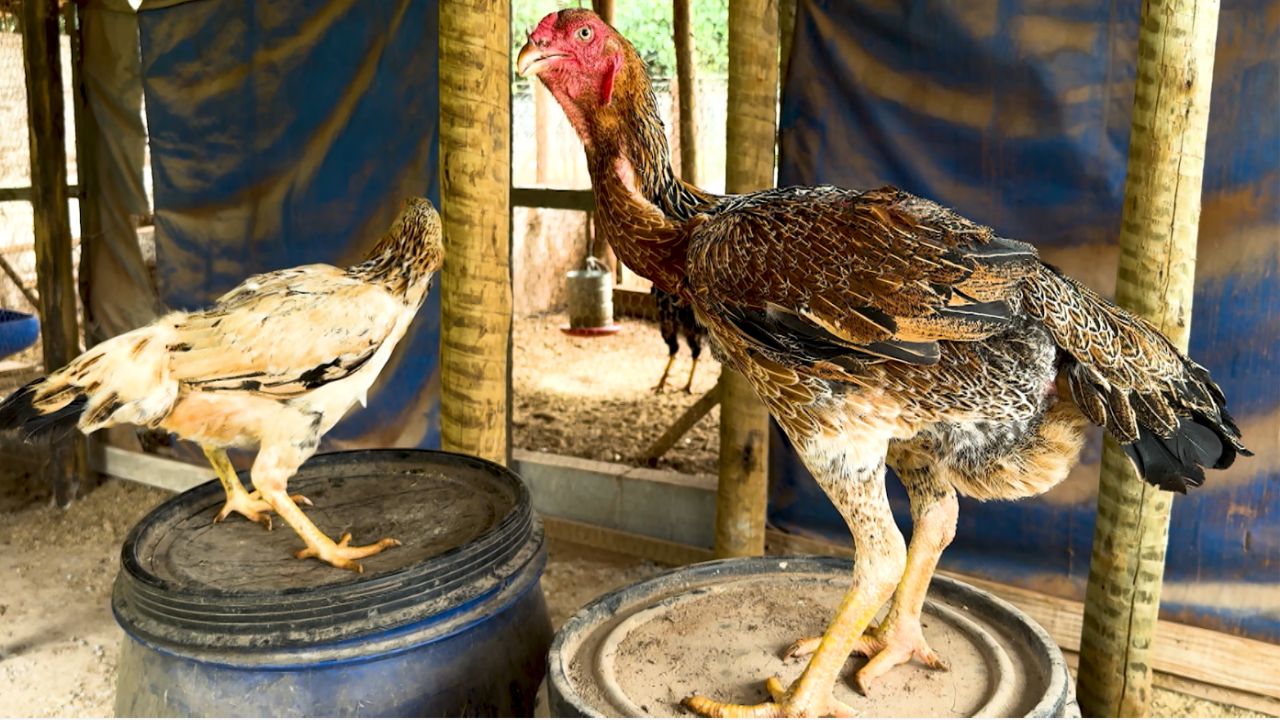 Índio Gigante: o frango grandão, meio desajeitado, mas que vem ganhando ...