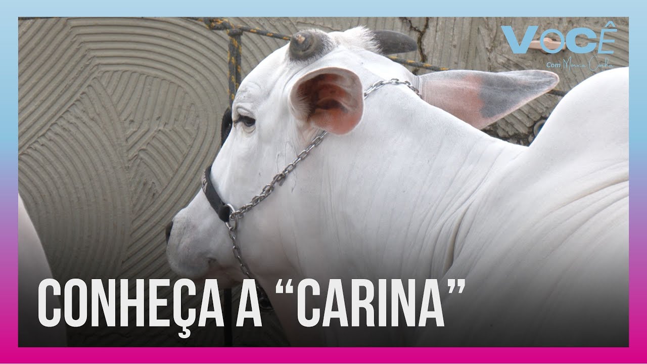 Conheça a “Carina”: a vaca da raça Nelore é o animal mais caro do mundo ...
