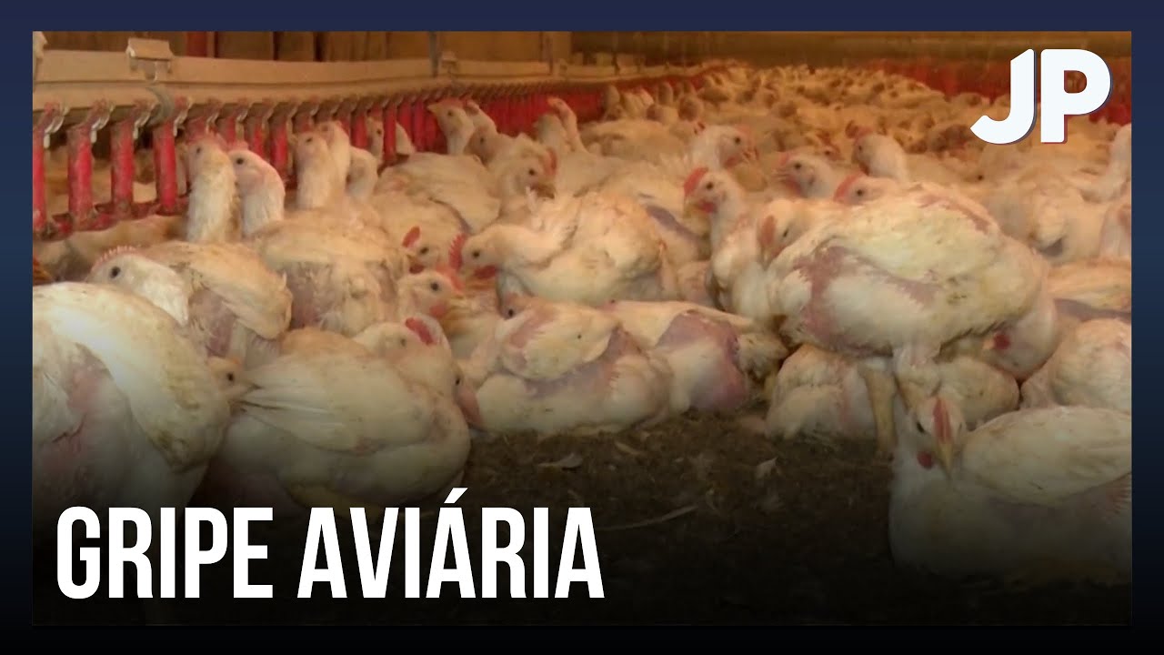 Gripe aviária: comércio da região não registra queda no consumo de carne de frango | Paranaíba ...