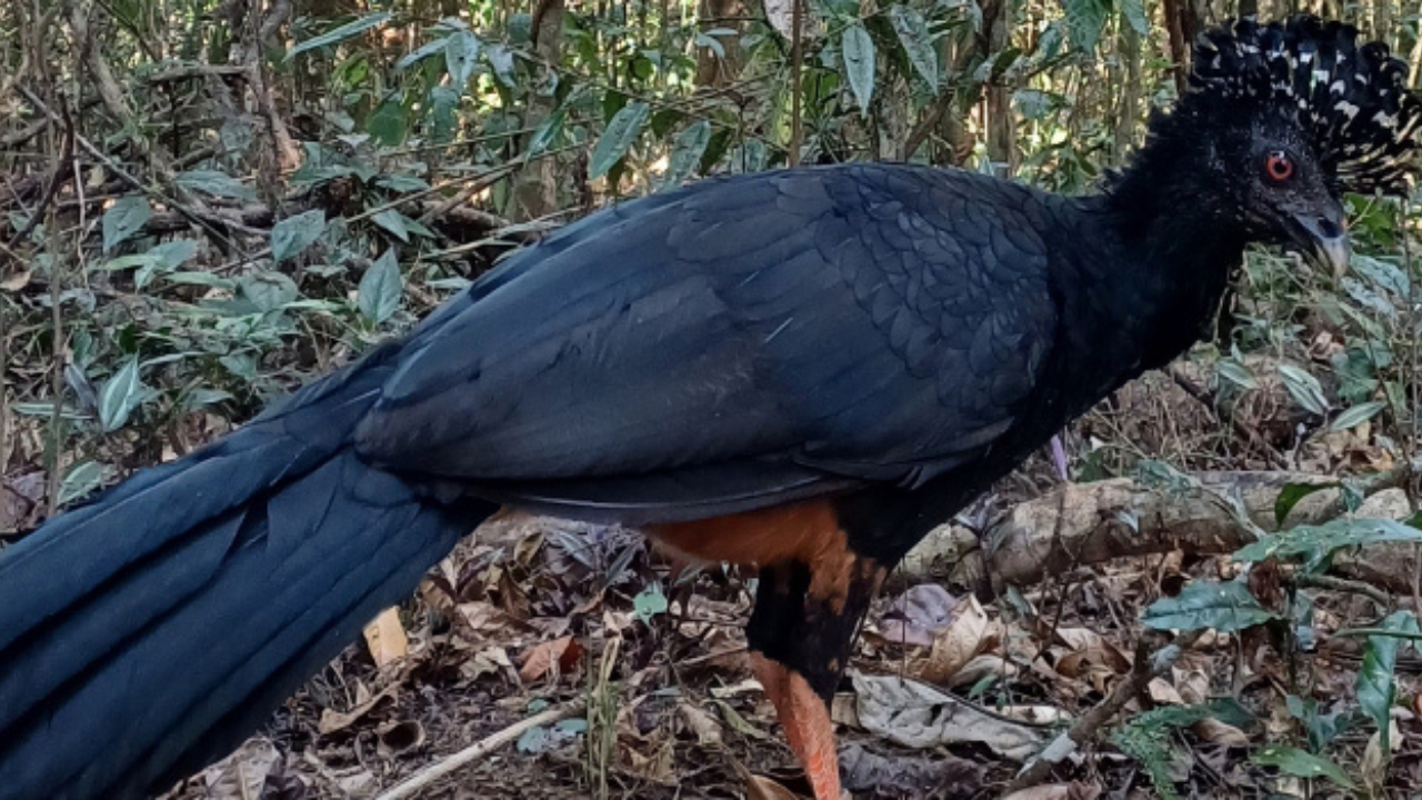 Após 50 anos de extinção, mutum-do-bico-vermelho volta a habitar a Mata ...