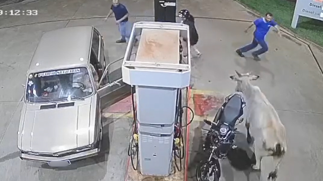 Nelore invade posto de combustíveis em Iturama, assusta clientes e ...