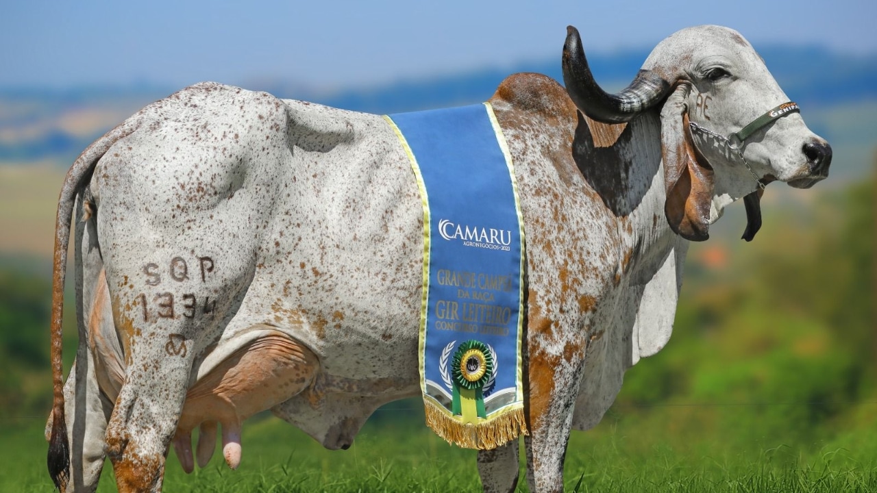 Animais premiados no Camaru viram estrela do mercado agro