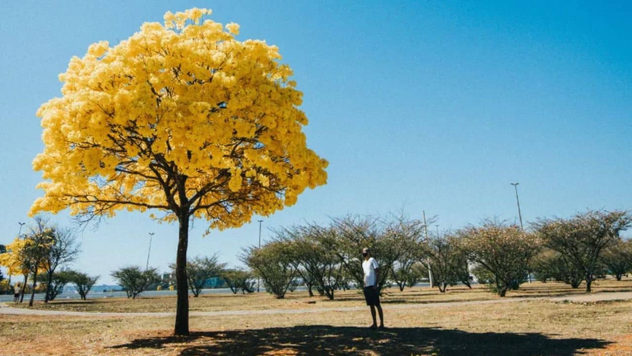 Dia da Árvore destaca resistência das espécies do Cerrado ao fogo e à seca