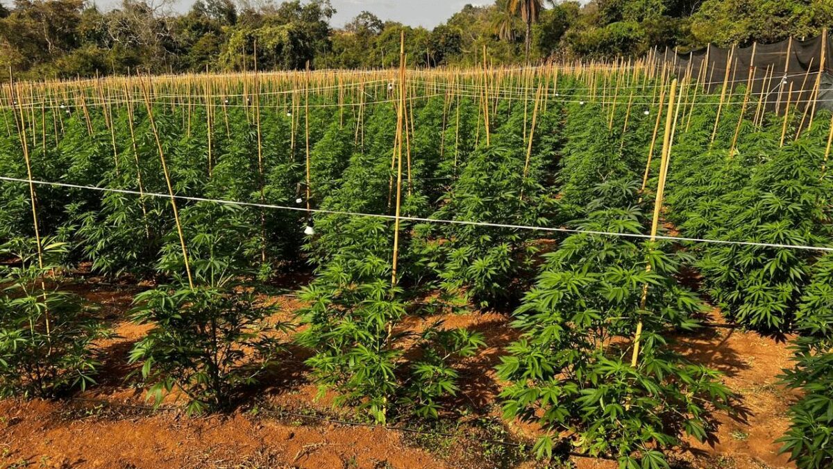 Cinco suspeitos são indiciados por plantio de 6 mil pés de maconha em ...